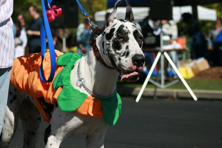 New Hope Dog Festival | June 6th at Rice's Market, New Hope PA